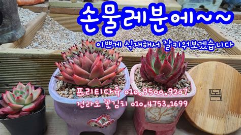 24221손물레 입구사이즈 넉넉한 화분에 식재해요 Youtube