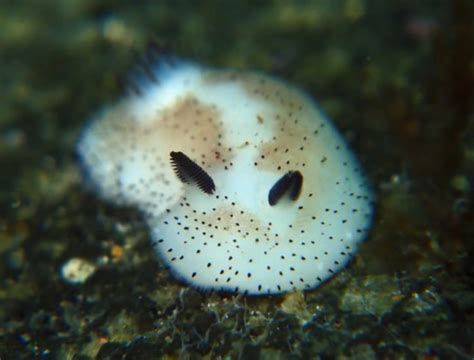 Bunny Sea Slug