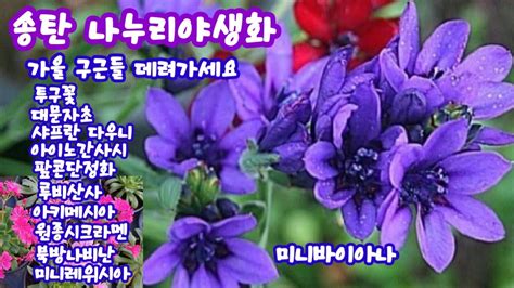 송탄나누리야생화 가을구근들 지금심으실때~투구꽃다우니미니바이아나아이노간사시동백20여종루비산사대문자초황호접팝콘단정화북방나비난홍백자단가을구근들