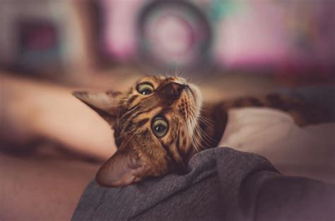 Request A Refill Exeter Veterinary Hospital