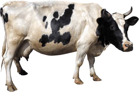 Vaca Png
