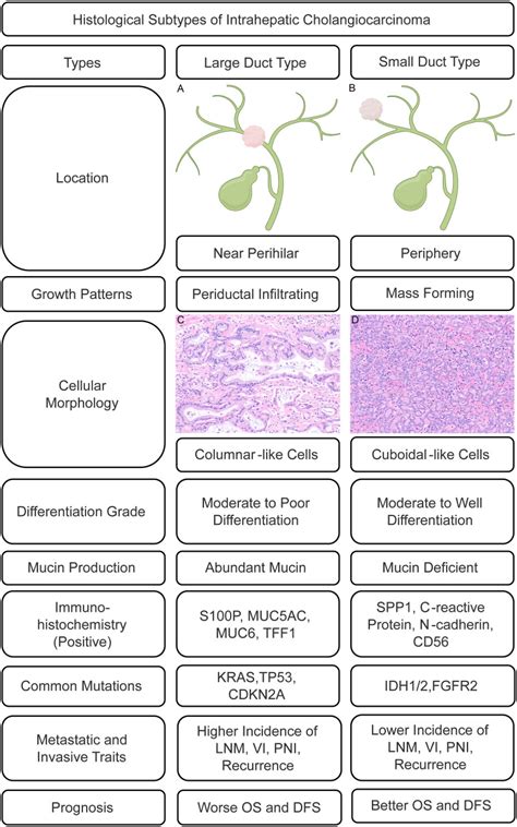 Molecular And Histological Profiles And Relevant Imaging Signatures Of Intrahepatic