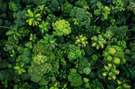 Aerial View Of A Rainforest Canopy With Various Tree Species Showing