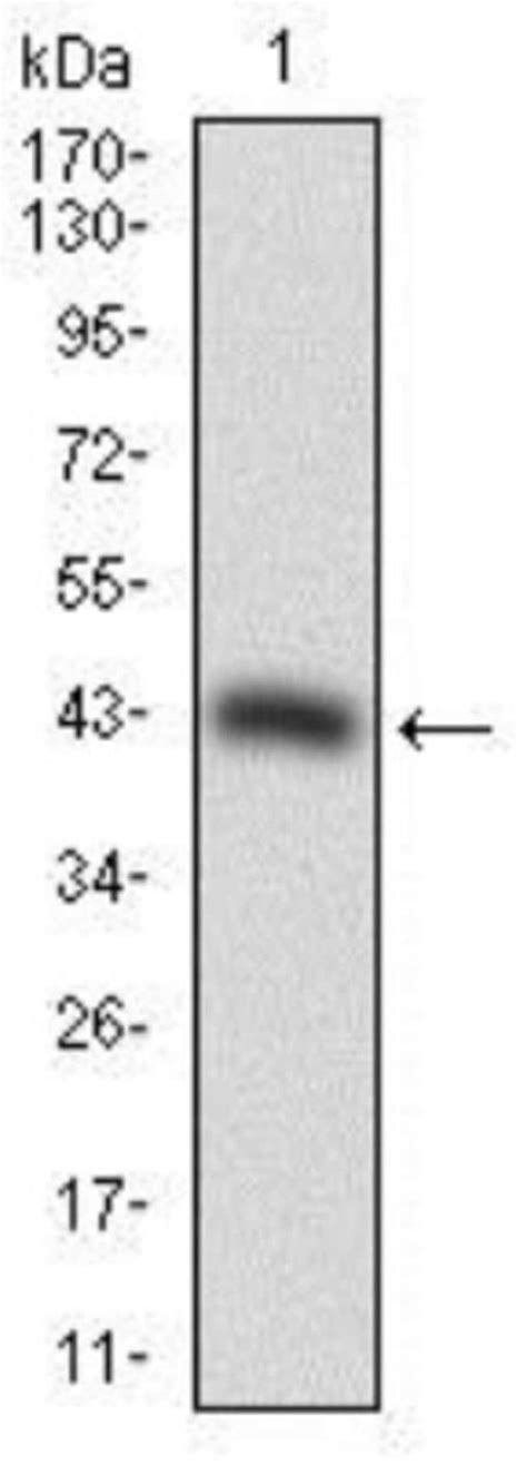 Sox10 Antibody 2e7b5 Bsa Free Novus Biologicals 01ml Unlabeled