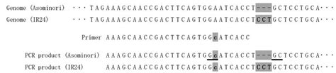 Development Of A DCAPS Marker C Mwo I A Polymorphic Site Shown In Download Scientific