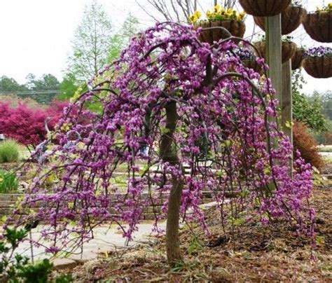 Dwarf Weeping Redbud Tree