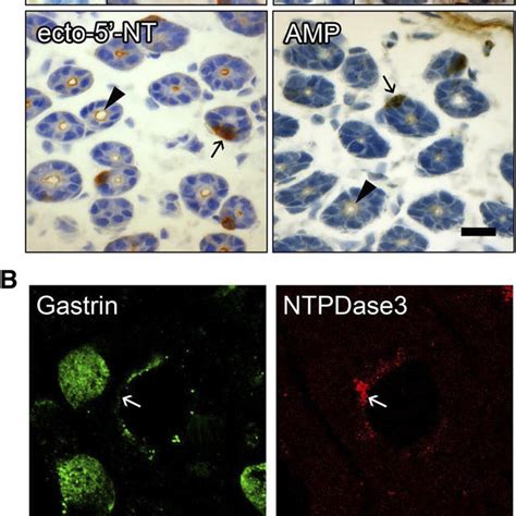 Ectonucleotidase Localization In Enteroendocrine Cells Of Mouse