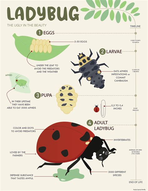 Artstation Ladybug Infography