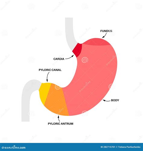 Stomach Sections Diagram Stock Vector Illustration Of Antrum 282715701