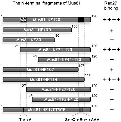 Mapping Of The Specific Residues At The N Terminus Of Mus81 Required