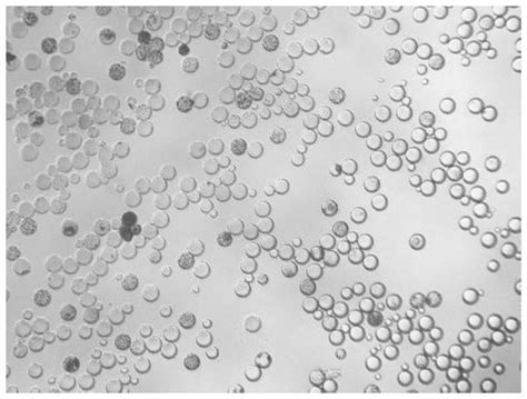一种单分散羟基磷灰石微球及其制备方法与应用与流程