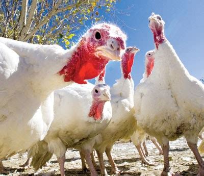 The Next Pandemic Nature