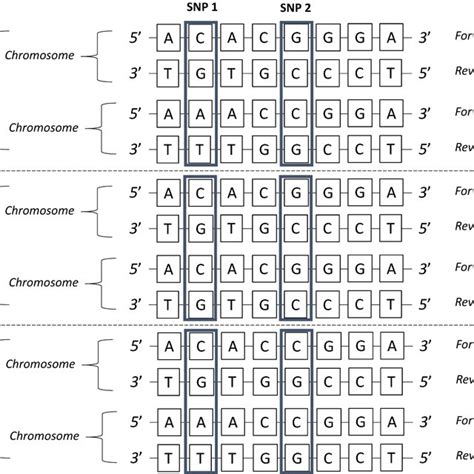 Directed Acyclic Graph Dag Illustrating Collider Bias A Variables A
