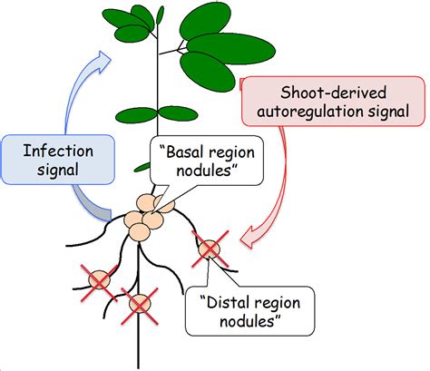 Autoregulation Of Nodulation In Soybean Plants Intechopen