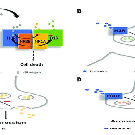 Scheme Depicting How Histamine May Regulate Other Transmitters Related Download Scientific