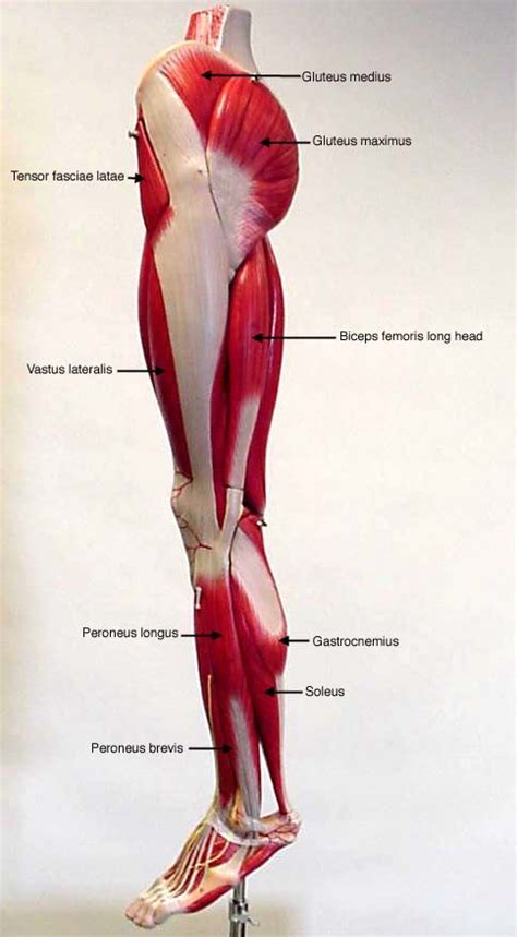 Lower Leg Anatomy Diagram Free Printable Worksheet