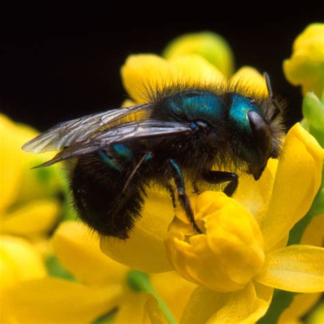 Worldwide Bee Decline Not Dangerous For Agriculture Yet Softpedia