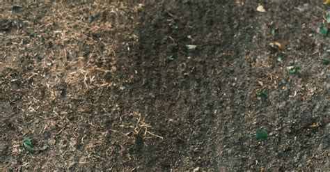 간 갈퀴 거친 건조한 경작 경치 계절 녹색 농업 농장 농촌의 도구 땅 삽 생태 생태학의 성숙 성장 손 도구 손 작업 스페이드 식물