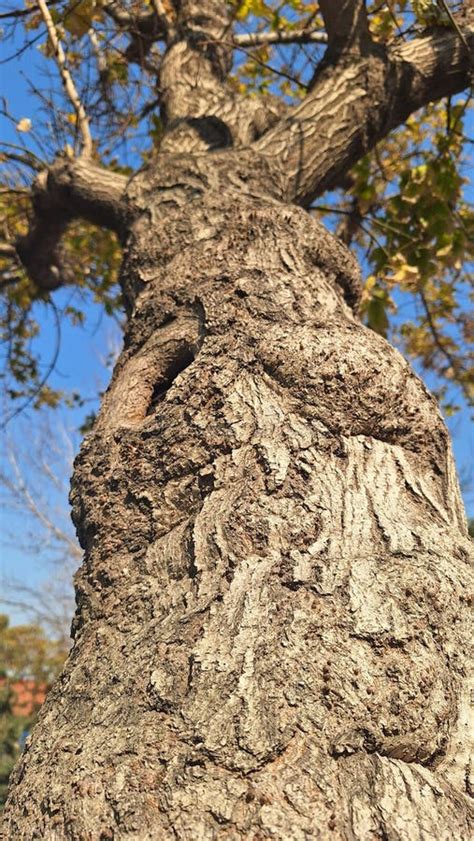 A Tree With A Thick Trunk And Leafy Branches From A Low Angle Up Stock