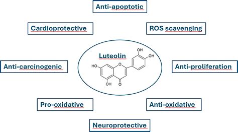 Luteolin Use In Integrated Stress Response Insight From A Case Of