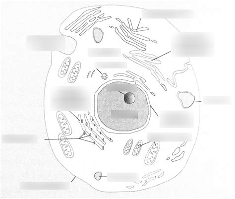 Chapter 4 Cell Structure Diagram Quizlet