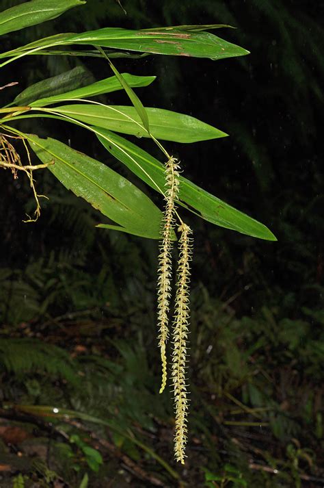 Dendrochilum Latifolium Orchidaceae