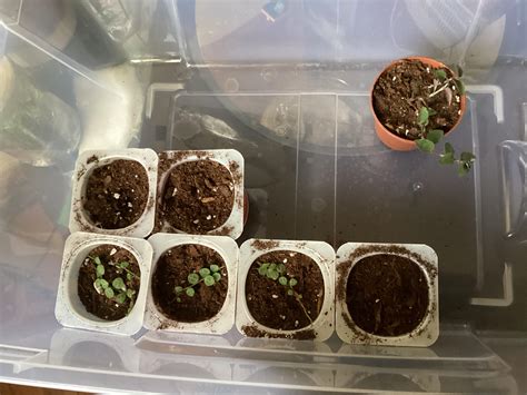 My Propagation Bin Rhouseplants