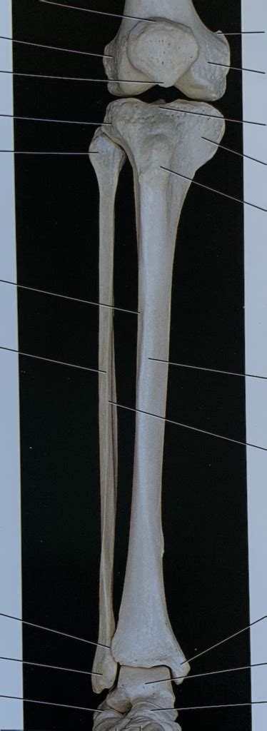 Anterior Tibia Fibula Part 3 Diagram Quizlet