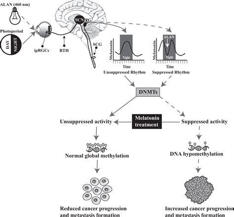Artificial Light And Cancer At Clifford Zak Blog