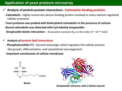 Ppt Protein Microarray Protein Chip Powerpoint Presentation Free