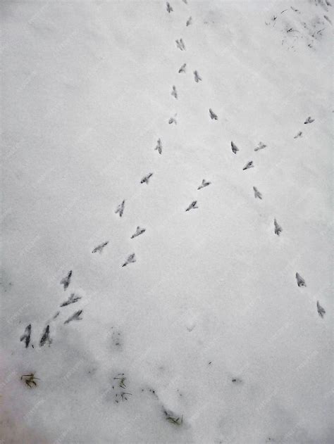 Bird Footprint Art