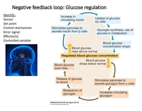 Negative Feedback Loop Quiz