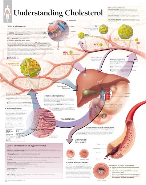Understanding Cholesterol Scientific Publishing