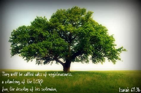 Oaks Of Righteousness Bible Verse