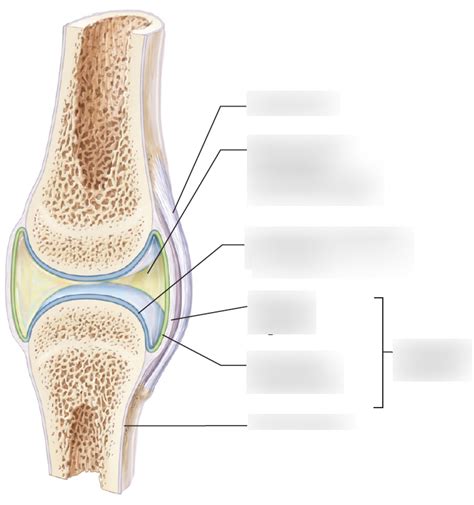 joints diagram quizlet