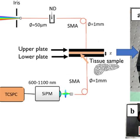 Left Schematic Of The Broadband Diffuse Optical Spectrometer Used To Download Scientific