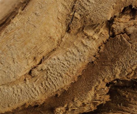 Gnarled Rough Wood Texture Stock Image Image Of Seaside 375659831