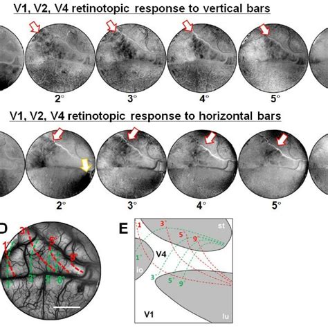 figure s1 retinotopic mapping in v1 v2 and v4 a cortical responses