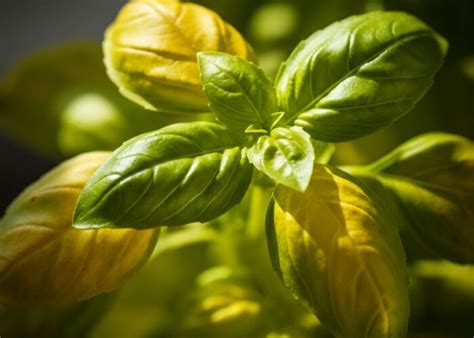 How To Water Basil Correctly Onlybasil