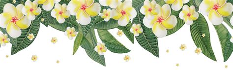 손으로 그린 꽃과 열대 식물의 잎 수채화 이국적인 녹색 열대 우림 단풍 프란지파니 와 녹색 잎 흰색 배경과 원활한 라인 수평 패턴 프랑지파니에 대한 스톡 벡터 아트 및 기타