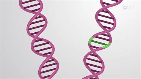 Video Chip In A Tube Based Digital Pcr For Quantification Of Single