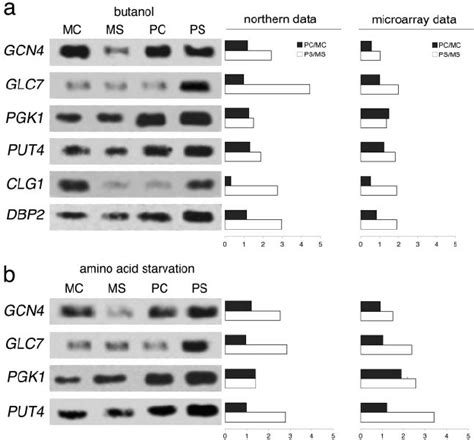 the microarray analysis is confirmed by northern blotting a northern