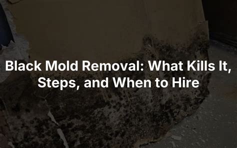 Black Mold Removal What Kills It Steps And When To Hire Water And