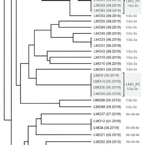 genetic similarity dendrogram of each tested isolate with clusters of