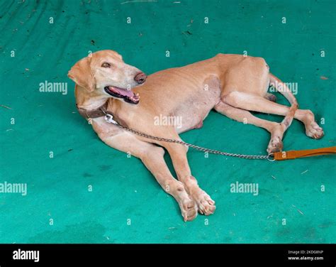 What Health Problems Do Mudhol Hound Have