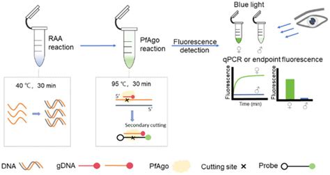 using recombinase aid amplification combined with pyrococcus furiosus