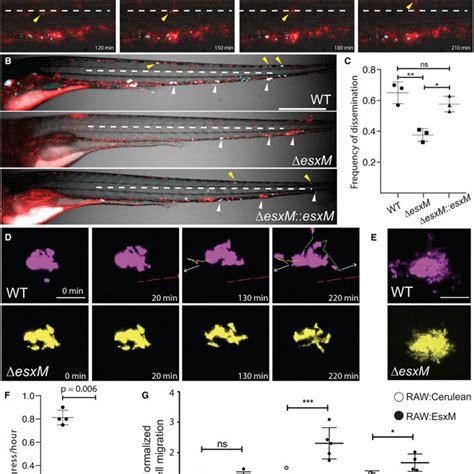 Altered Macrophage Motility And Morphology During M Tuberculosis