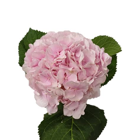 Hydrangea Pink China Floralife Sdn Bhd