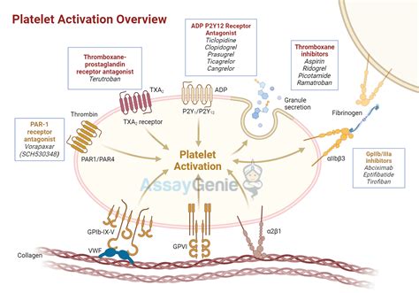Understanding Platelet Activation A Comprehensive Overview Assay Genie