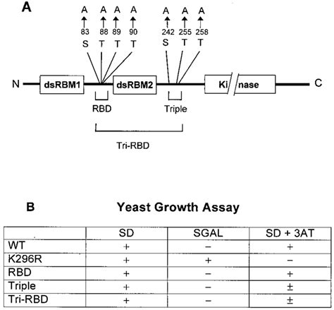 Pkr Mutations And Yeast Growth A Schematic Of Pkr Download Scientific Diagram